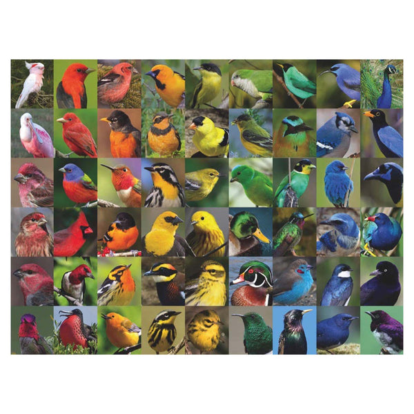 New York Puzzle Rainbow Of Birds 1000 Piece Jigsaw Puzzle| Radar Toys