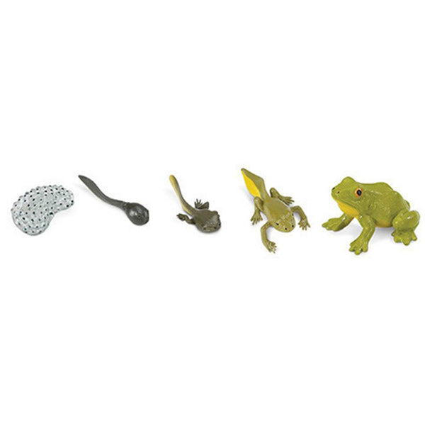 Life Cycle of a Frog Set Safari Ltd – Radar Toys